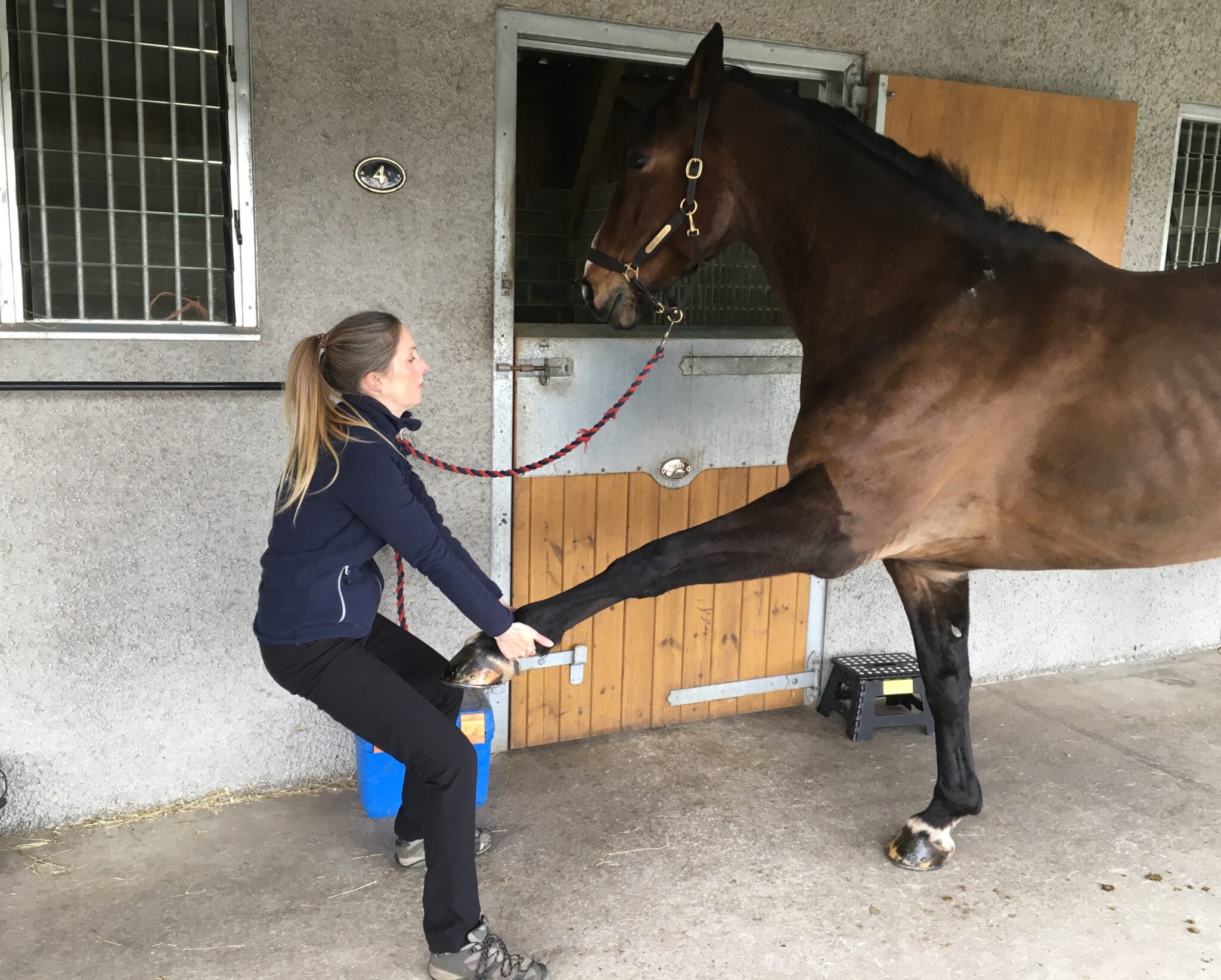 What is Physiotherapy? – The Animal Physiotherapist
